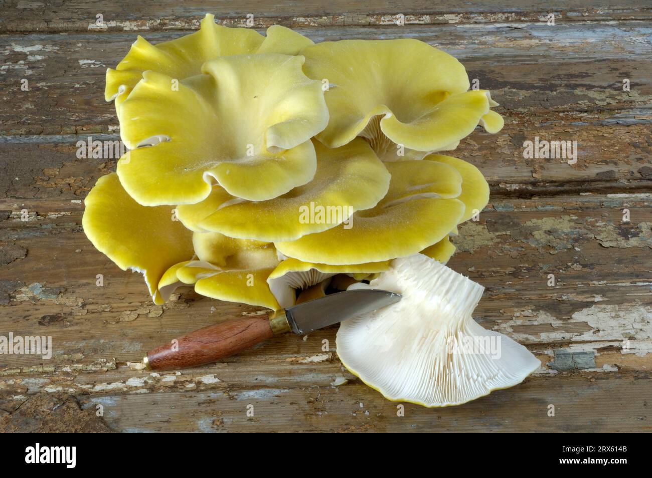 Lime mushroom (Pleurotus cornucopiae), Yellow oyster mushroom Stock ...