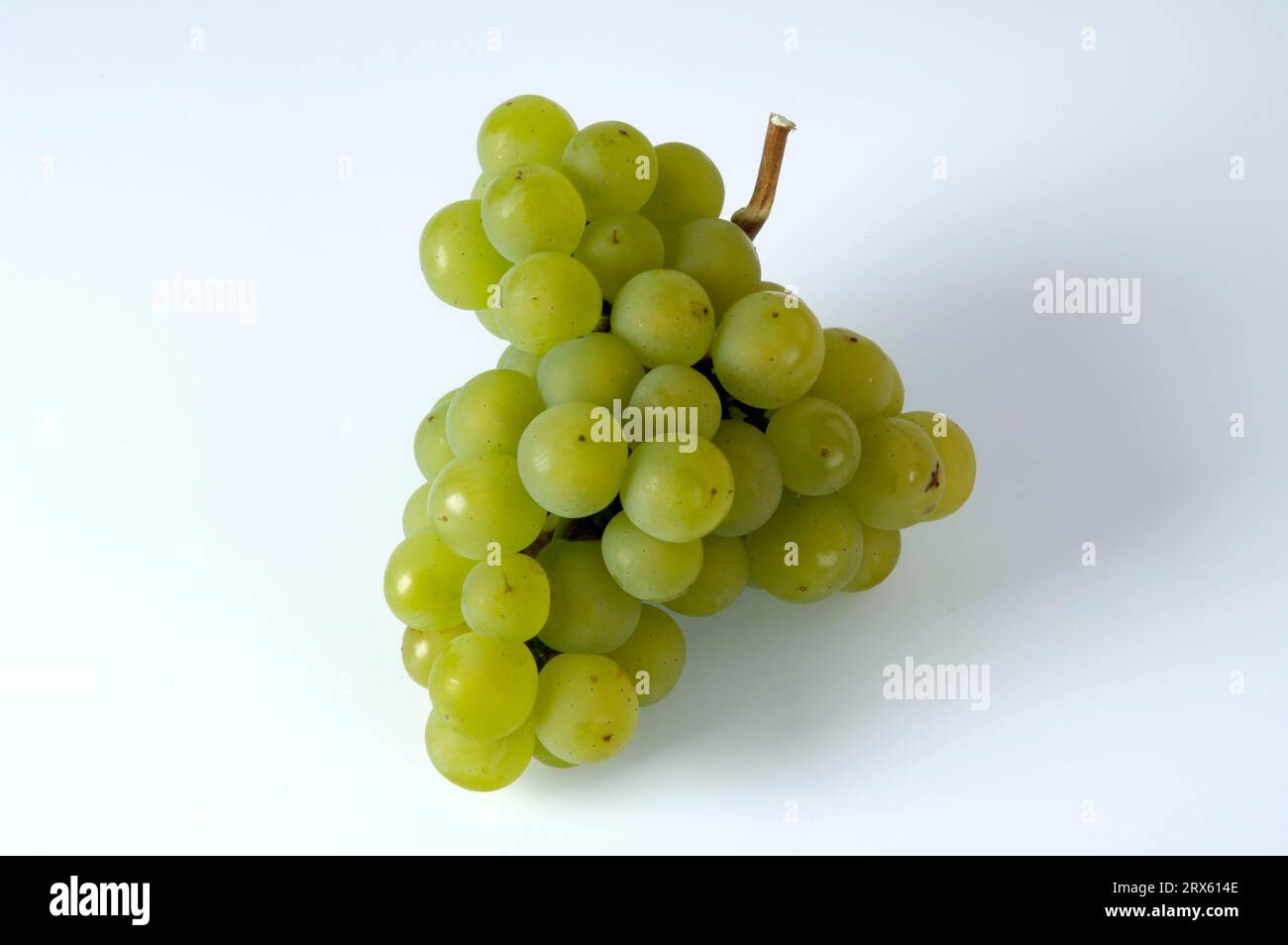 Botany vitaceae grapes vitis vinifera vine hi-res stock photography and ...