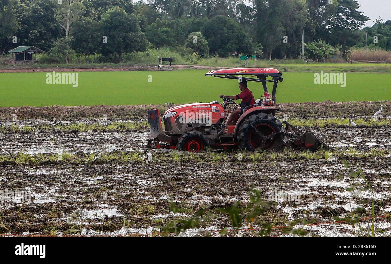 A farmer clear his rice field using motorized plough, instead of the ...