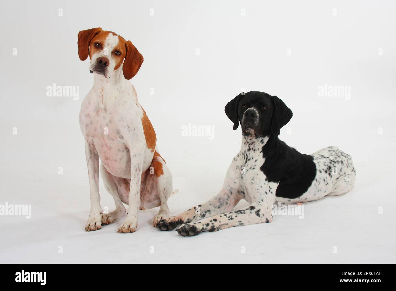 English pointer studio hi-res stock photography and images - Alamy