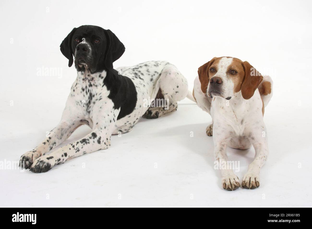 English Pointer, Pair Stock Photo - Alamy
