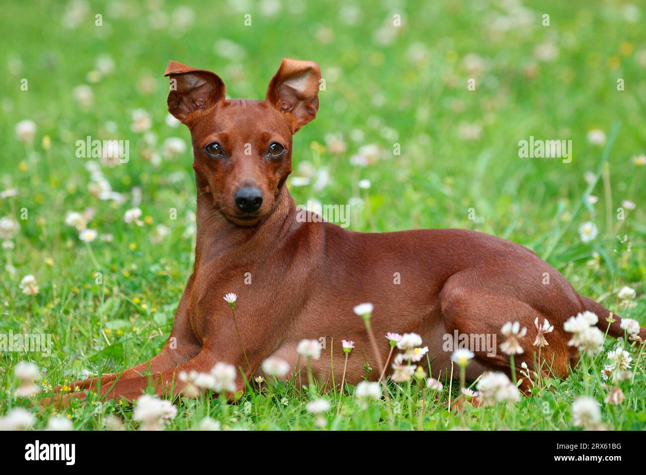 Dwarf Pinscher, Pinscher, Roe Pinscher, Dwarf Grey Pinscher, lateral ...