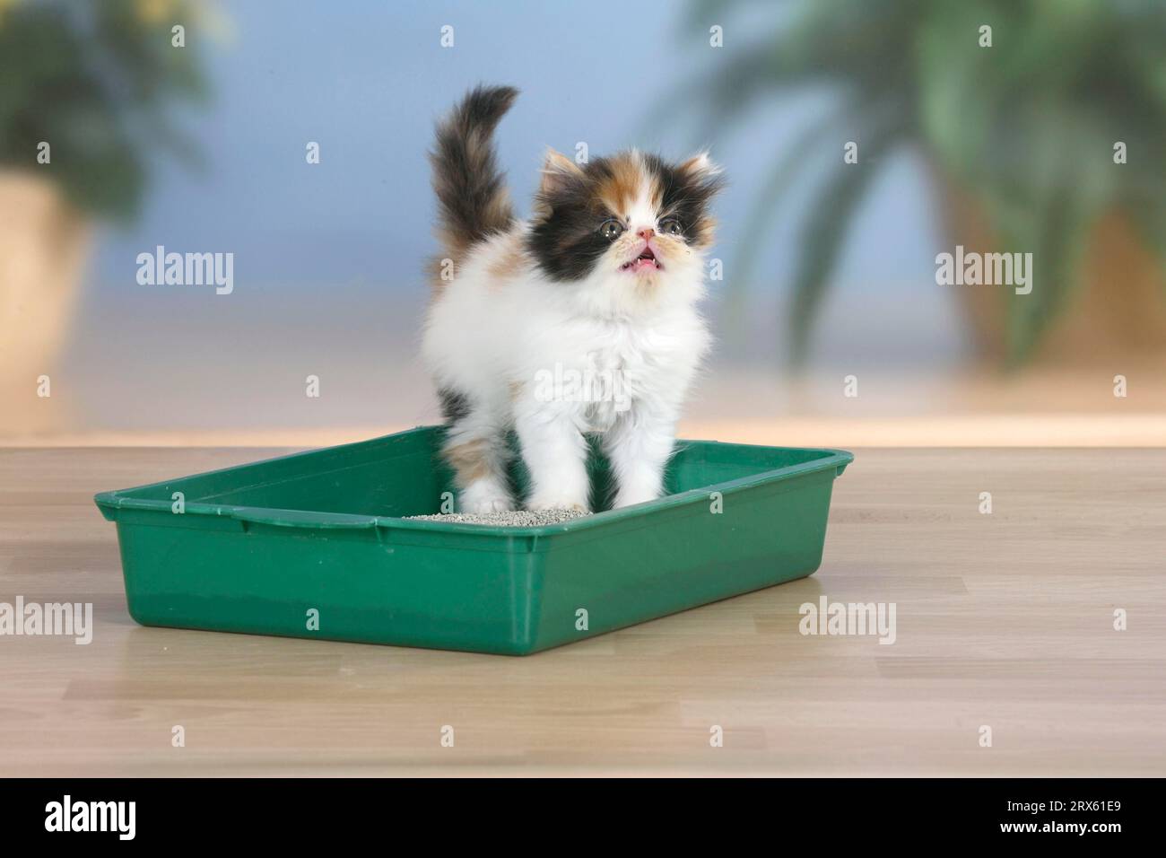 Cat standing on toilet hi-res stock photography and images - Alamy