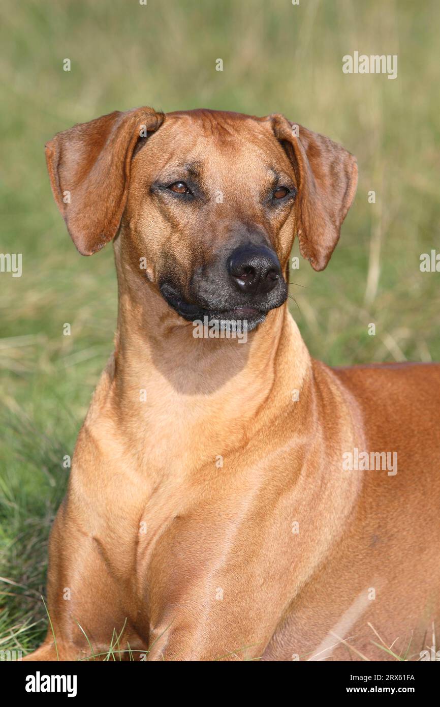 Rhodesian Ridgeback also known as African lion dog Stock Photo - Alamy