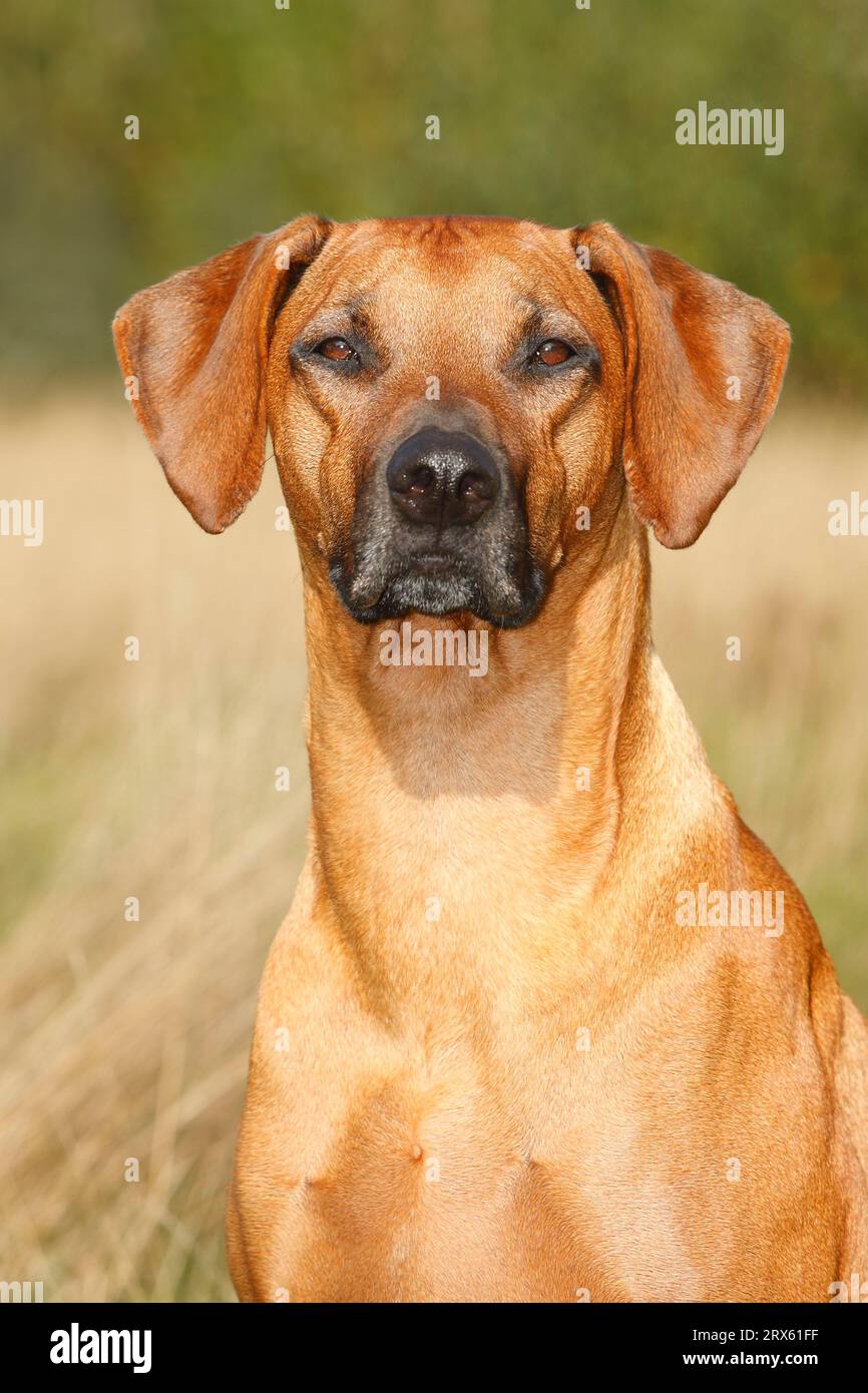 Rhodesian Ridgeback also known as African lion dog Stock Photo - Alamy