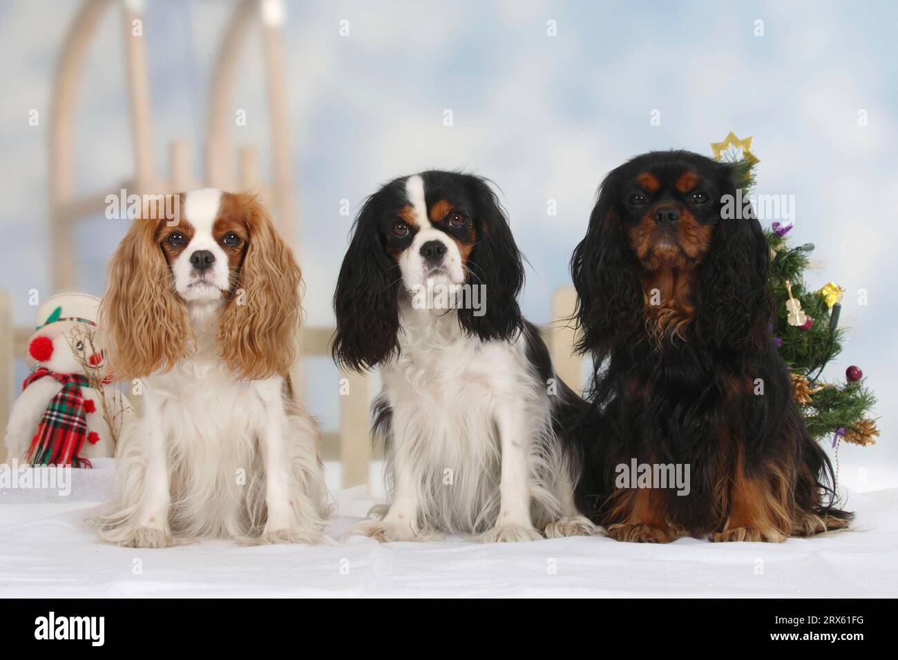 Cavalier King Charles Spaniel, Blenheim, tricolour and black-and-tan ...