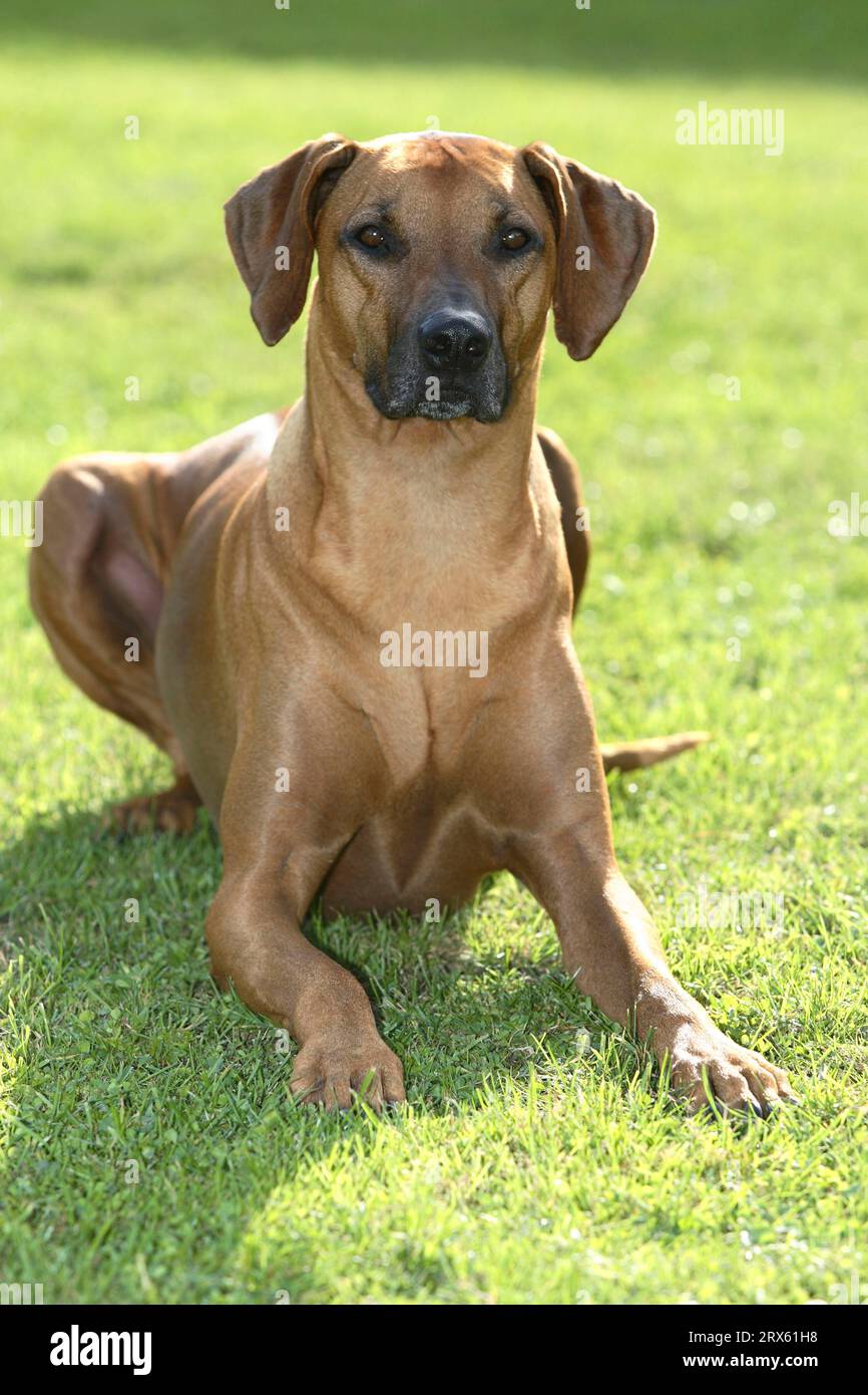 Rhodesian Ridgeback also known as African lion dog Stock Photo - Alamy