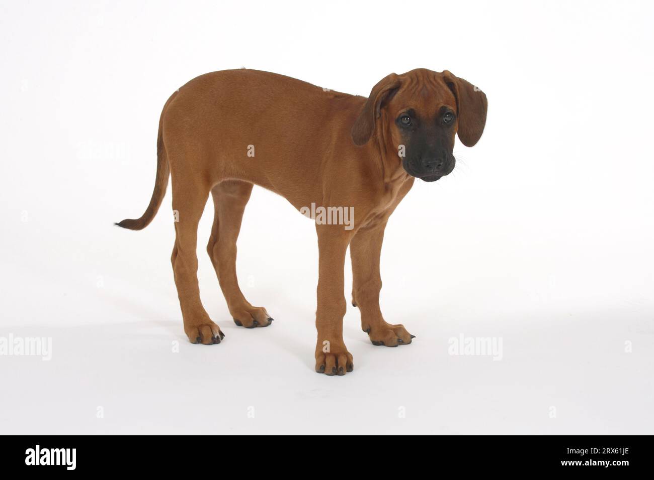 Rhodesian ridgeback face hi-res stock photography and images - Alamy