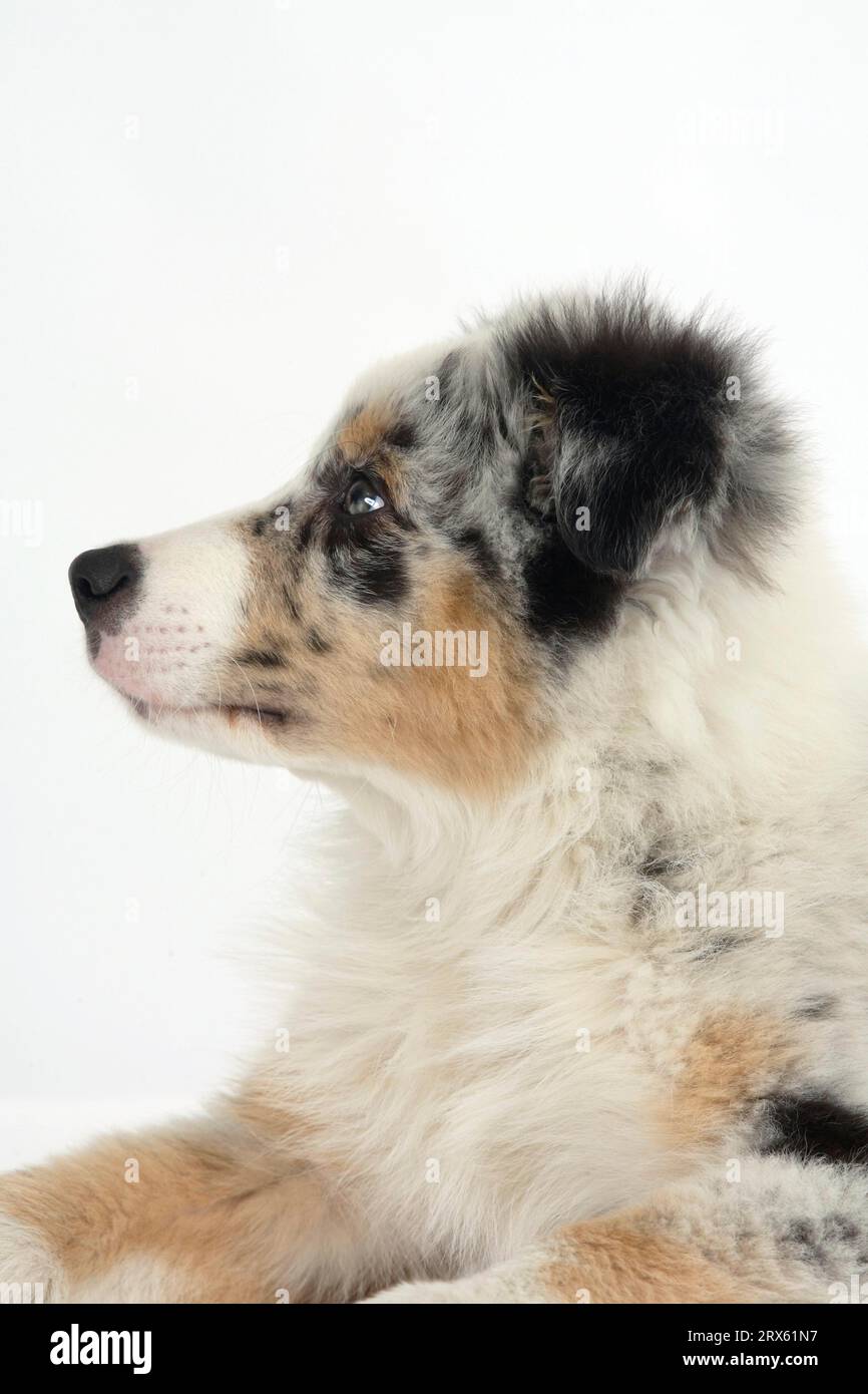 Australian shepherd profile hi-res stock photography and images - Alamy