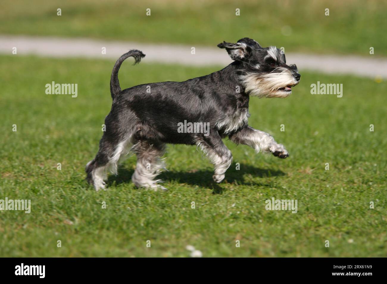 Miniature Schnauzer, black-silver, Schnauzer, lateral Stock Photo - Alamy