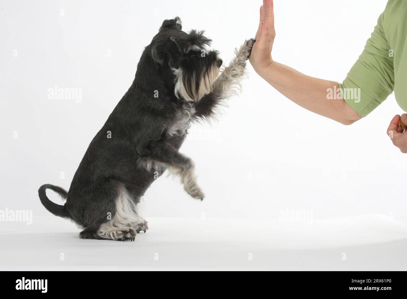 Miniature Schnauzer, Black and silver, Gives paw, Schnauzer, Give me ...