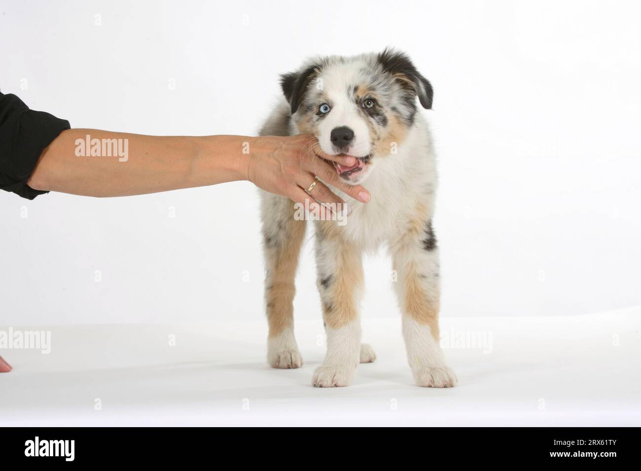 Australian Shepherd, puppy, 11 weeks, bites finger Stock Photo - Alamy