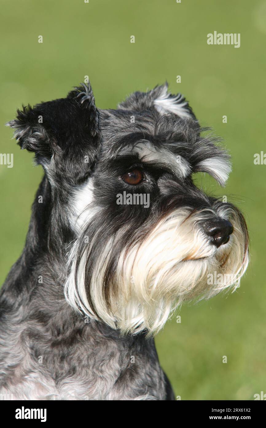 Miniature Schnauzer, black-silver, Schnauzer Stock Photo - Alamy