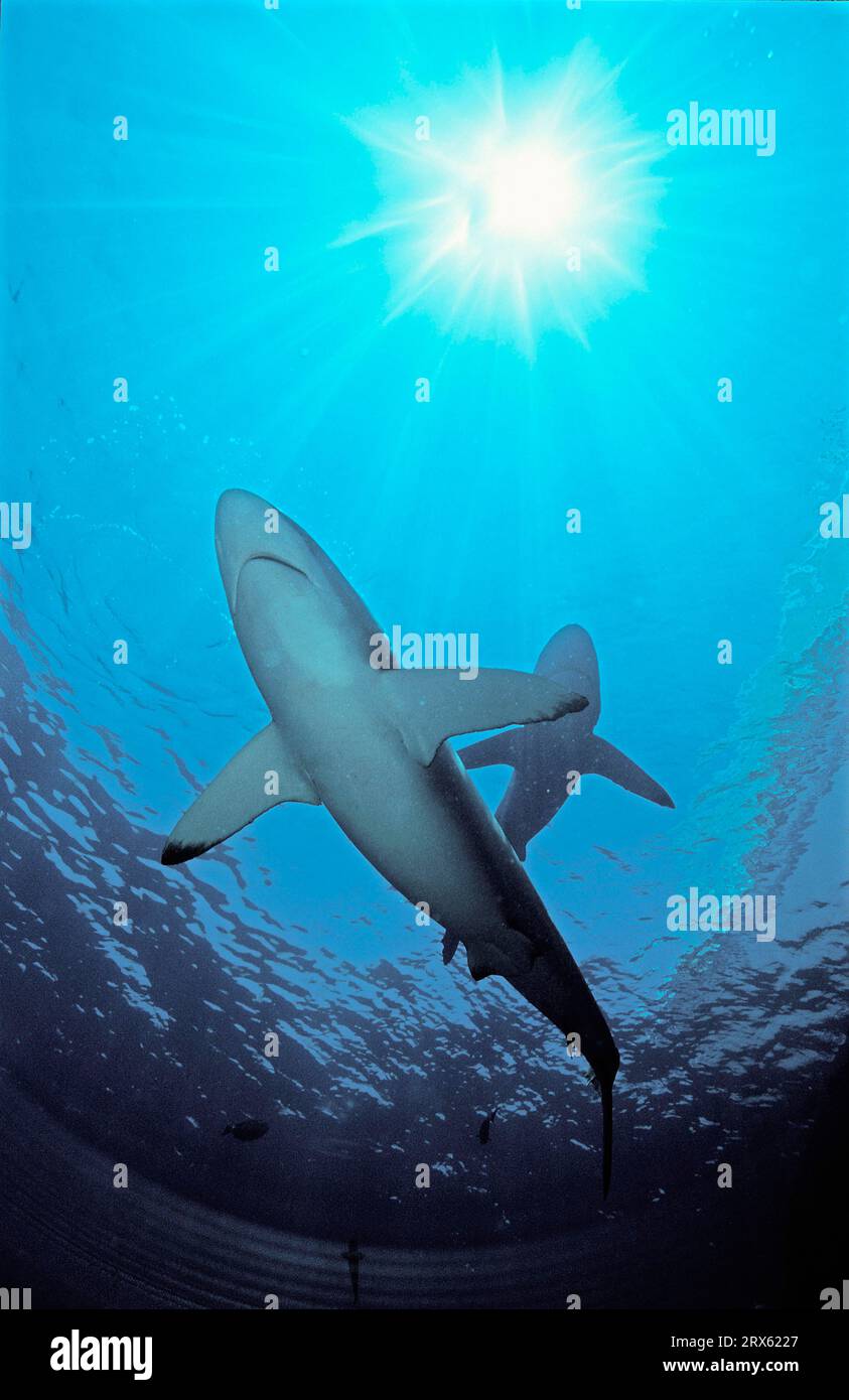 Silky sharks (Carcharhinus falciformis), Red Sea (Carcharhinus ...