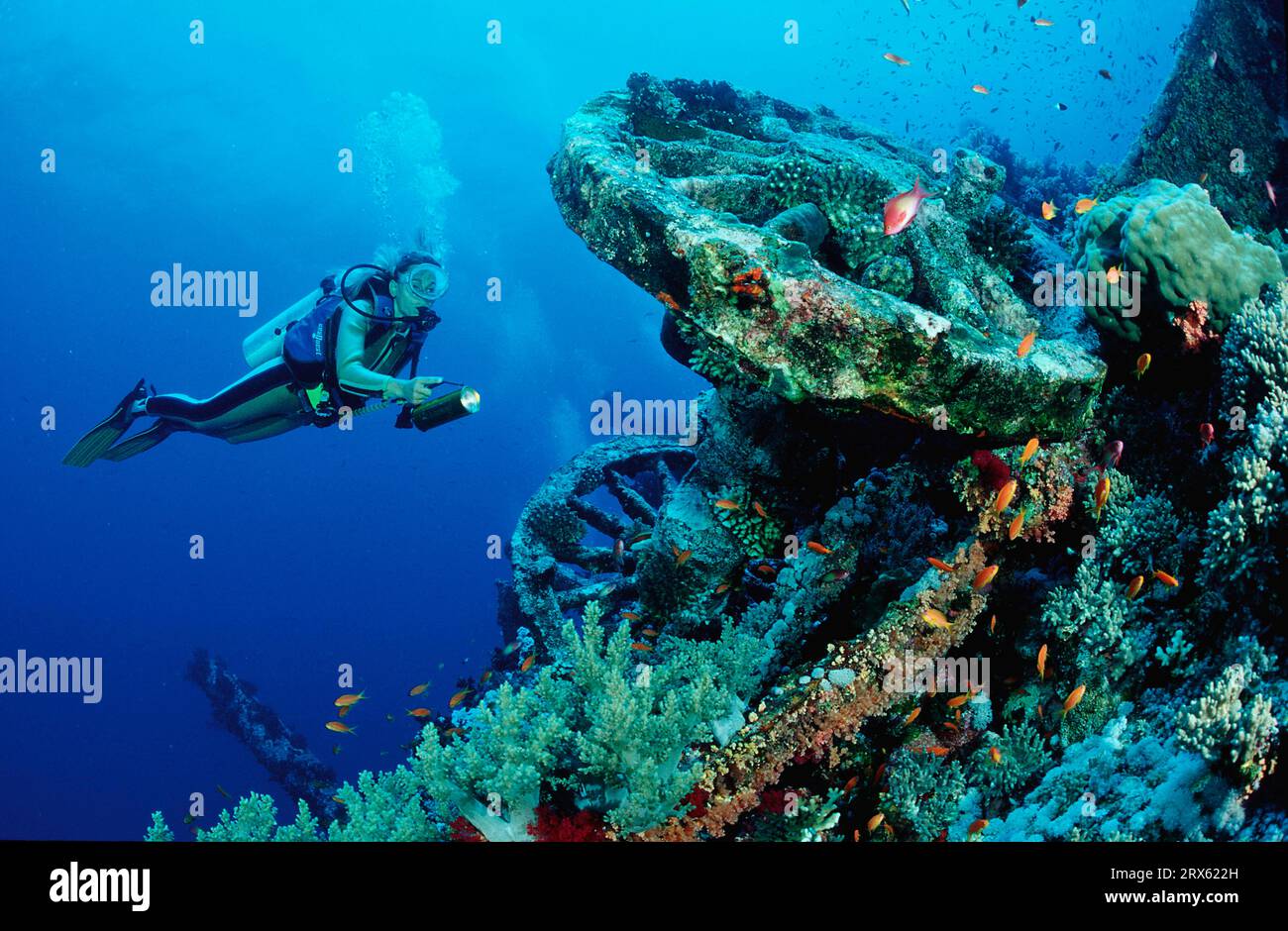 Diver at railway wreck, Red Sea, Brother Islands, Egypt Stock Photo - Alamy