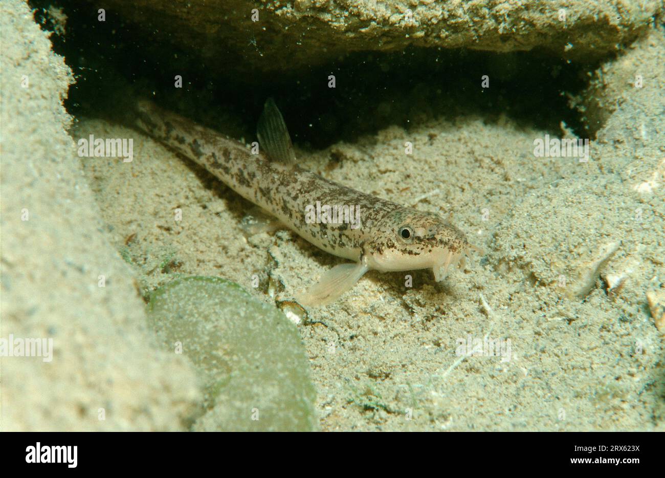 Stone loach (Noemacheilus barbatulus) Smerling, Austria Stock Photo - Alamy