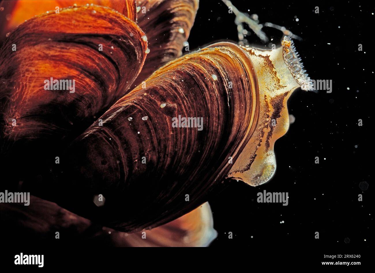 Zebra mussel (Dreissena polymorpha), Thuringia, triangular mussel ...