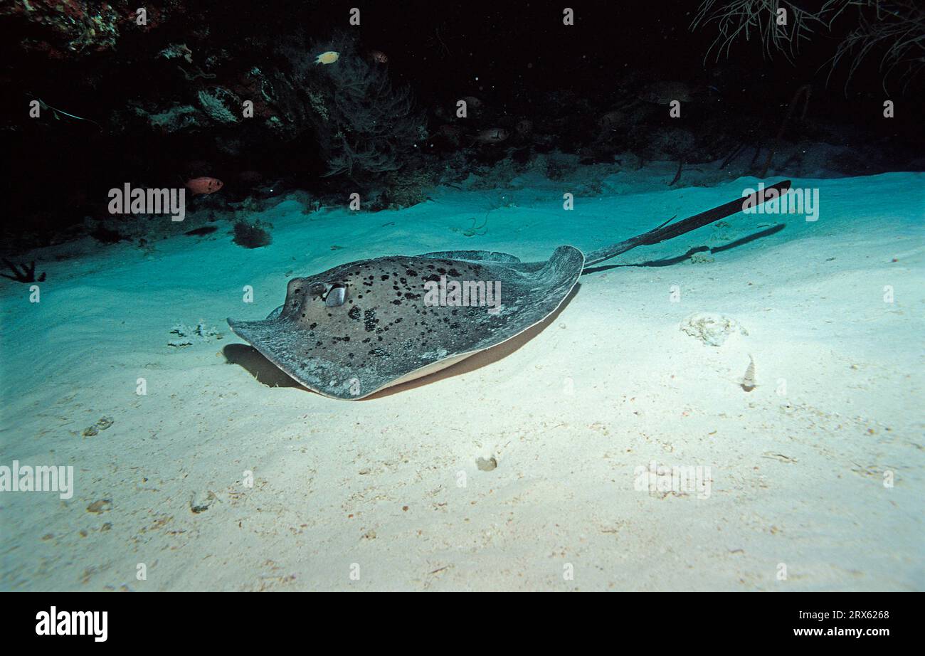 Spotted stingray, Ari Atoll (Torpedo melanospila), Blackspotted ...