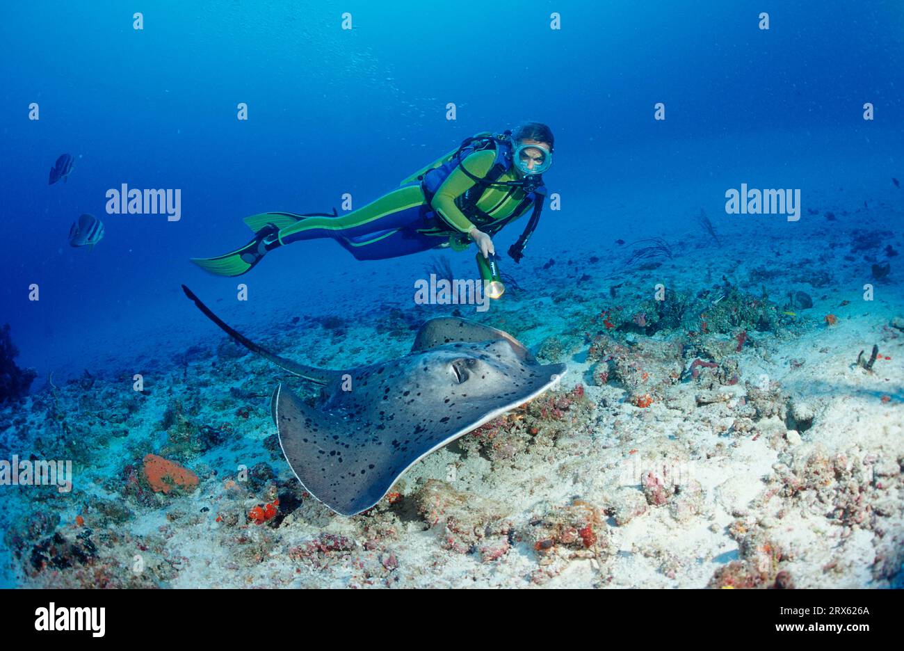 Spotted stingray and diver, Ari Atoll (Torpedo melanospila ...