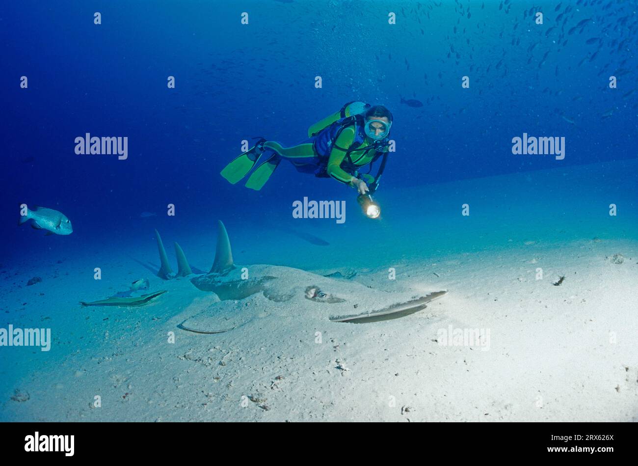 Giant Guitarfish (Rhynchobatus djiddensis) and scuba diver, Ari Atol ...