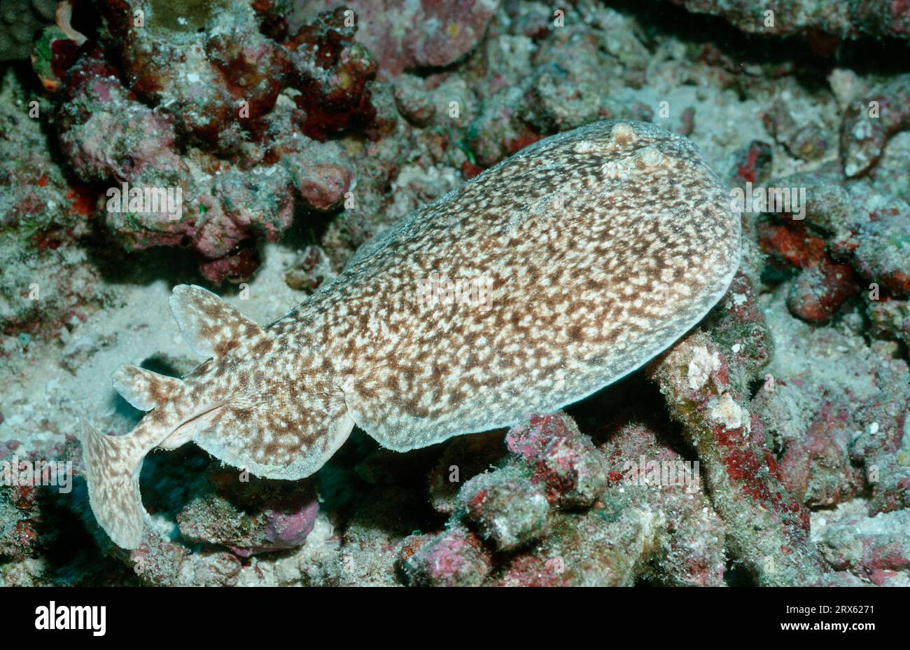 Electric ray maldives hi-res stock photography and images - Alamy