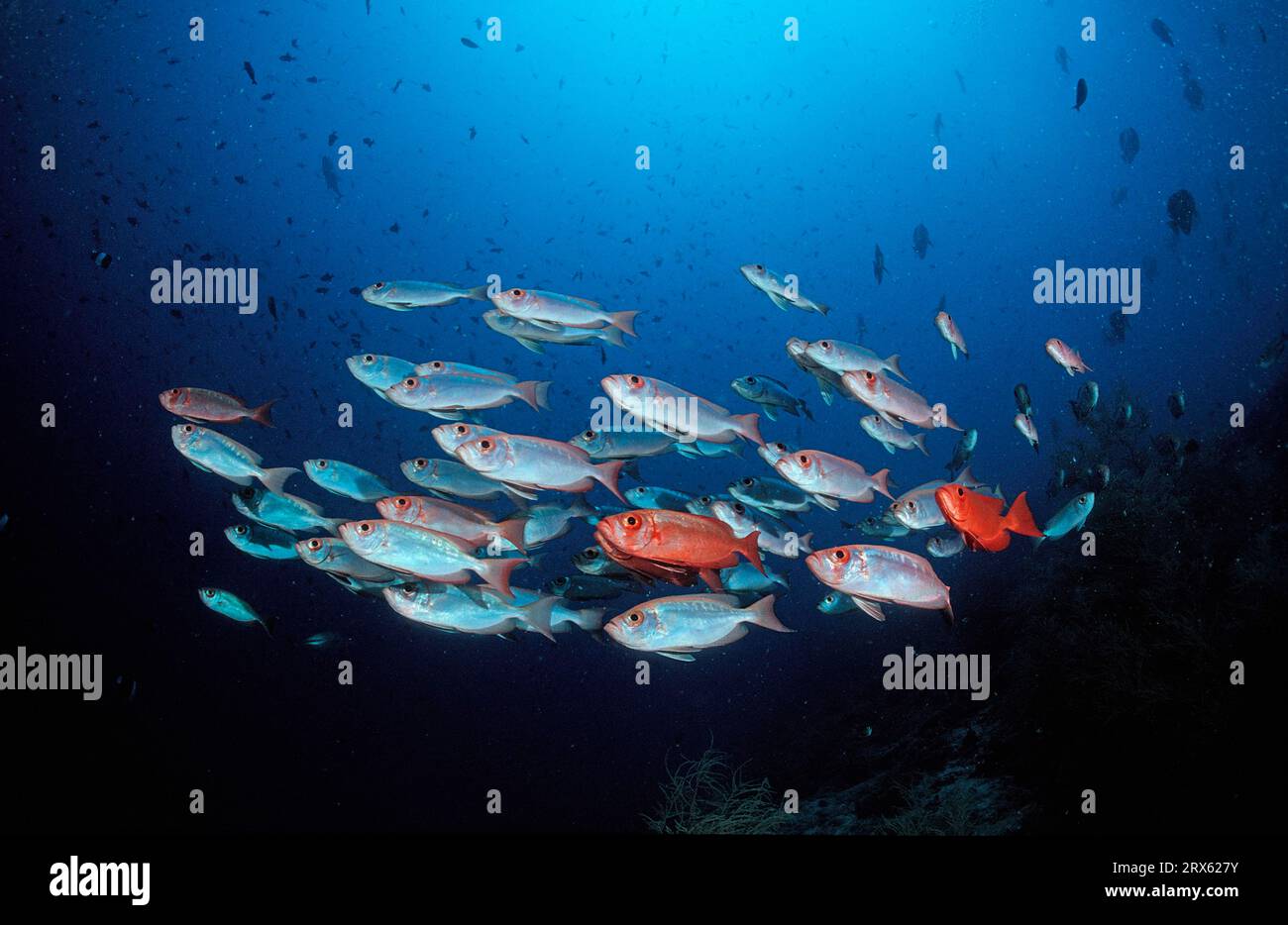 Bigeye Bass, Common Bigeye (Priacanthus hamrur), Maldives Stock Photo ...