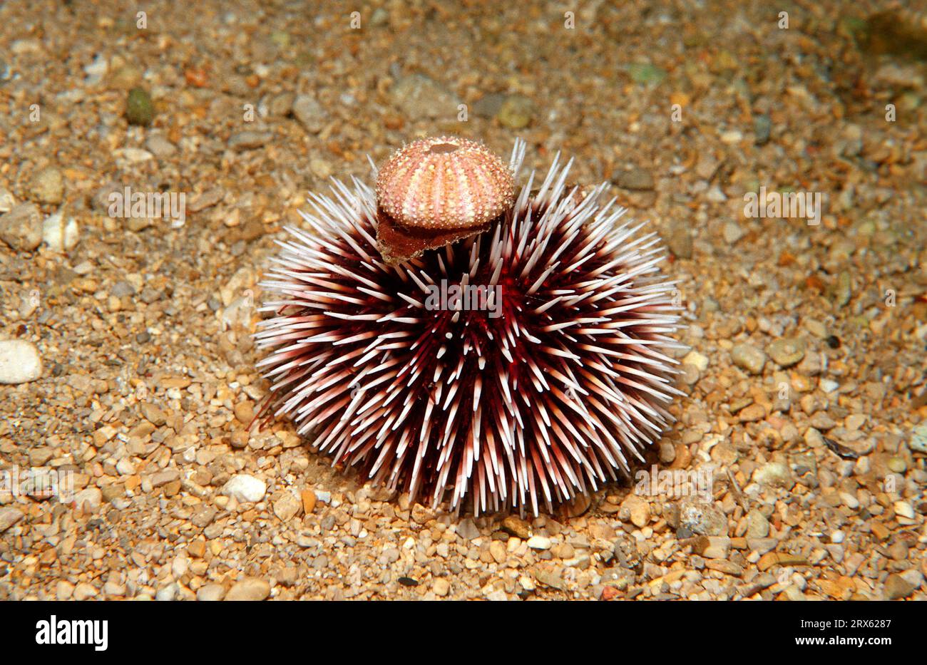 Purple sea urchin (Sphaerechinus granularis), Greece Stock Photo - Alamy