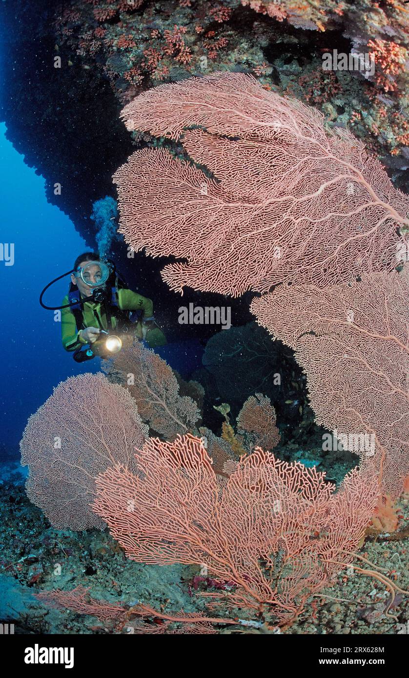 Diver on coral reef, Ari Atoll, Maldives Stock Photo - Alamy