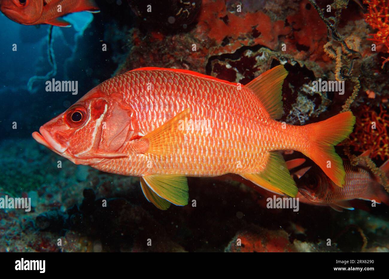 Giant Squirrelfish, Ari Atol, Maldives, Sabre (Sargocentron spiniferum ...