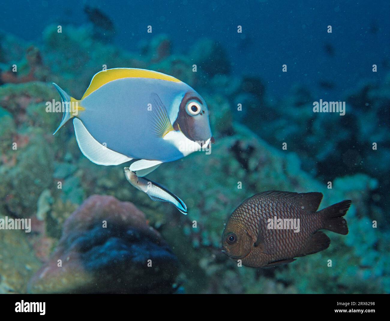 Powder Blue Tang (Acanthurus leucosternon) and Common Cleaner Wrasse ...
