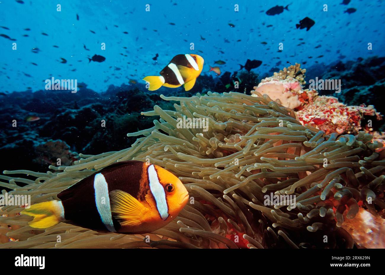 Clark's anemonefish (Amphiprion clarkii), Ari Atoll, Maldives Stock ...