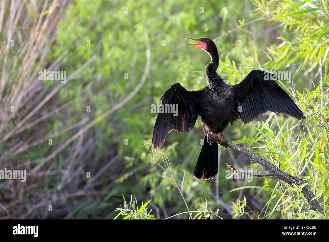 Anhinga (Anhinga anhinga), drying wings, Everglades National Park ...