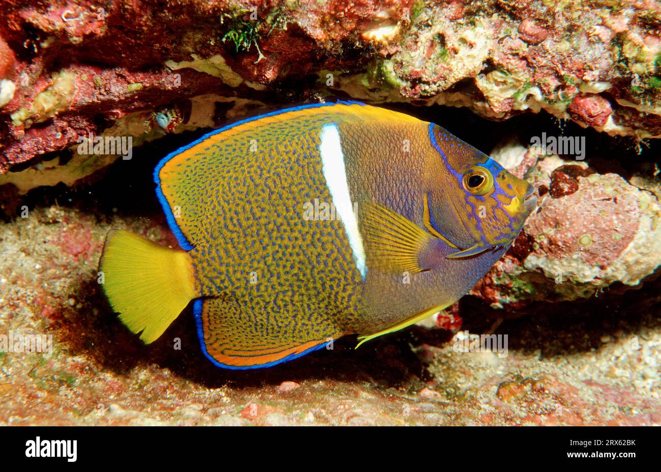 Galapagos angelfish, juvenile, Cocos Island (Holocanthus passer ...