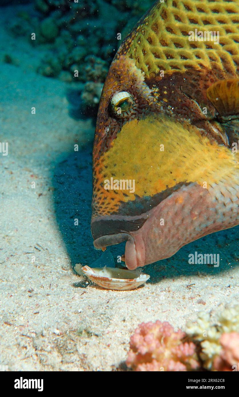 Titan triggerfish (Balistoides viridescens) eats mussel, Red Sea, Giant ...