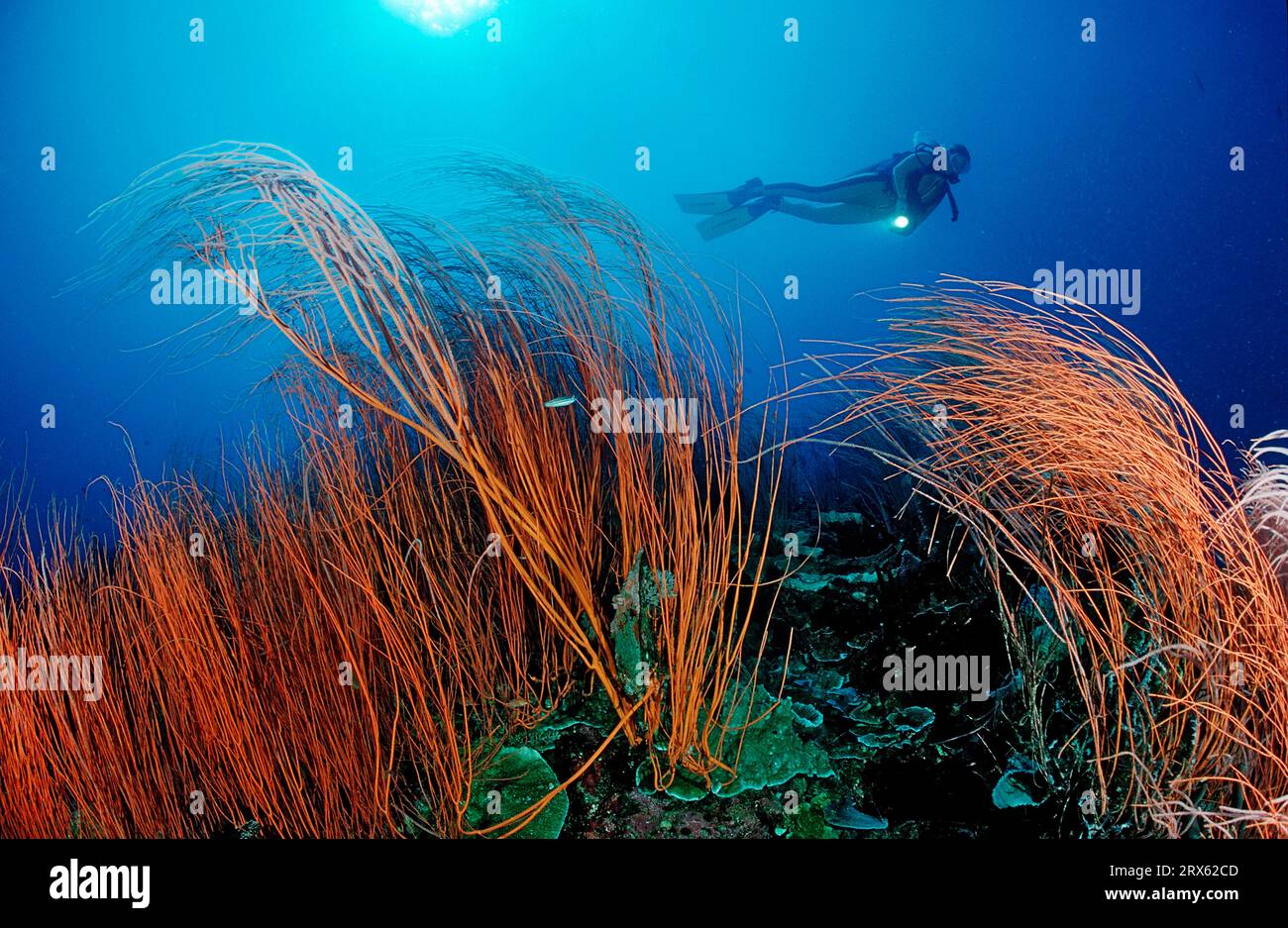 Red Sea Whip and scuba diver, Papua-New Guinea (Junceella rubra Stock ...