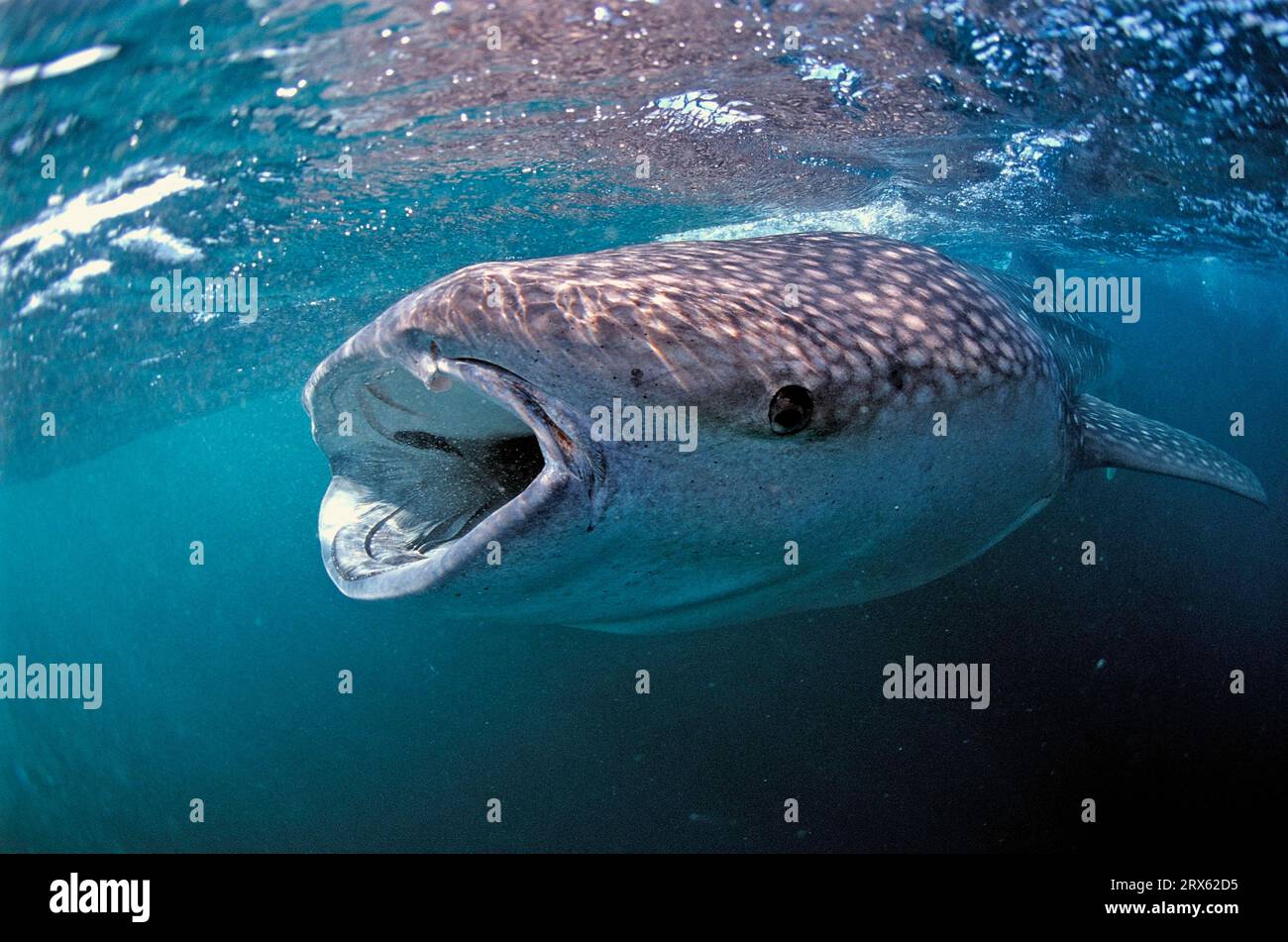 Whale Shark (Rhincodon typus), Gulf of Tadjoura, Djibouti, Tadjourah ...