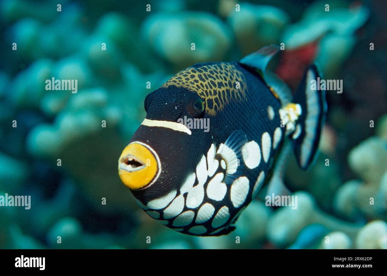 Clown triggerfish (Balistoides conspicillum), Sulawesi, Leopard ...