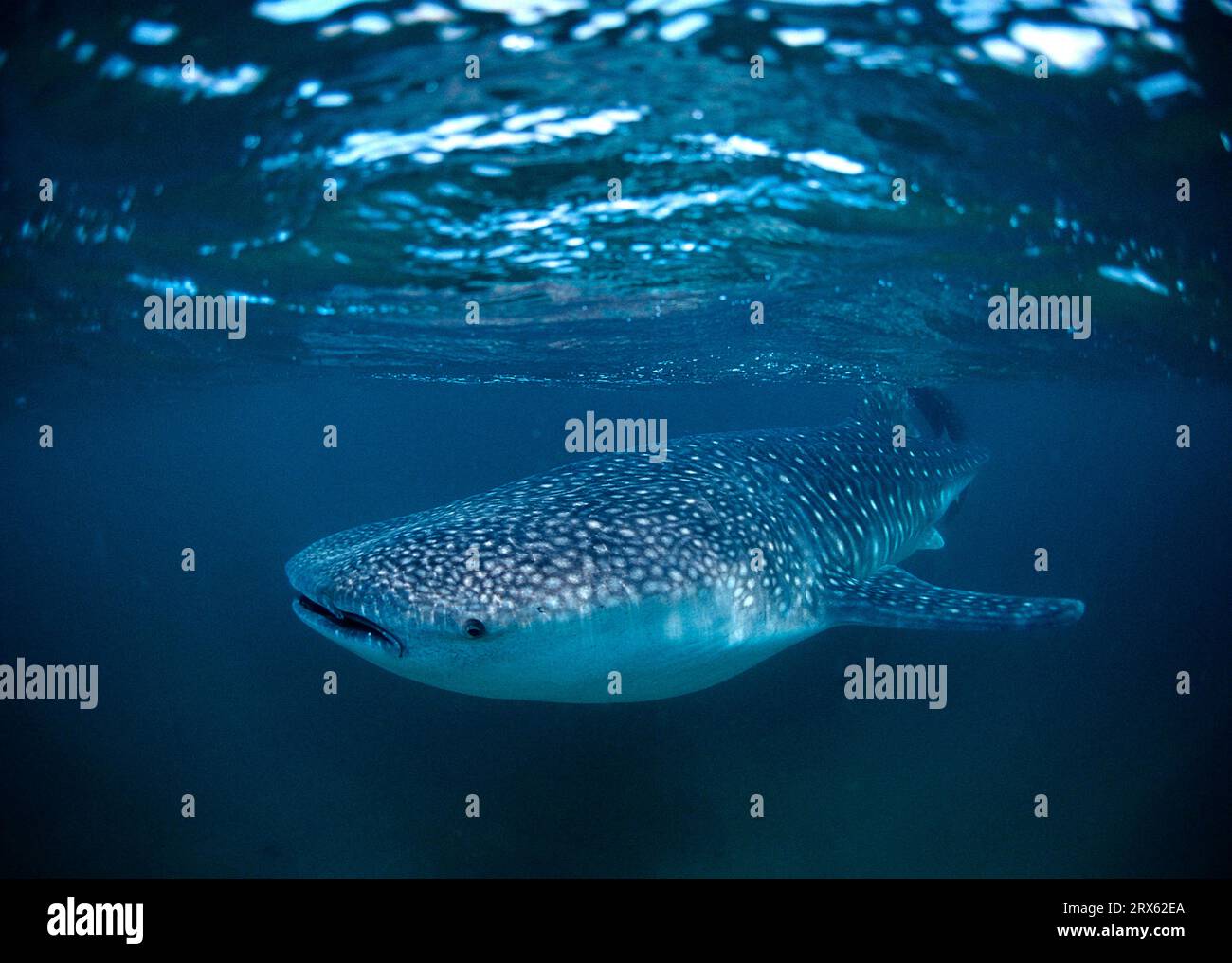 Whale shark (Rhincodon typus), Gulf of Tadjoura, Tadjourah, Djibouti ...