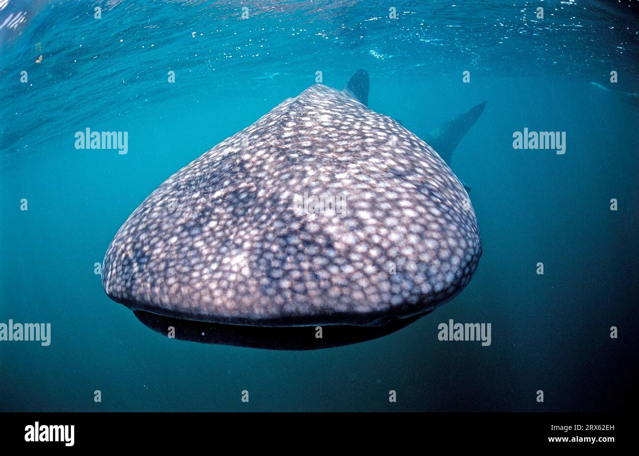 Whale shark (Rhincodon typus), Gulf of Tadjoura, Tadjourah, Djibouti ...