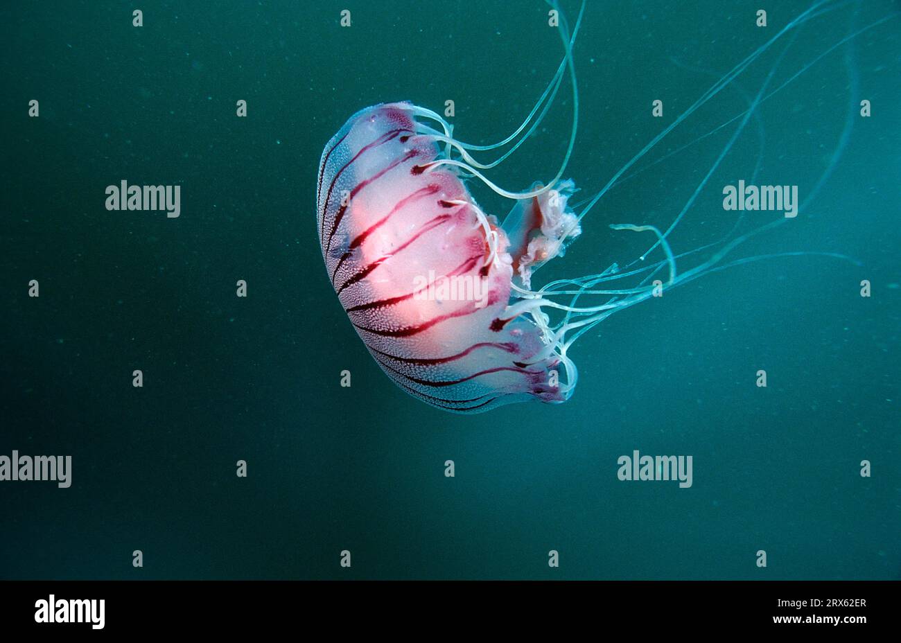 Compass jellyfish (Chrysaora hysoscella), Madiba Bay, Compass jellyfish ...