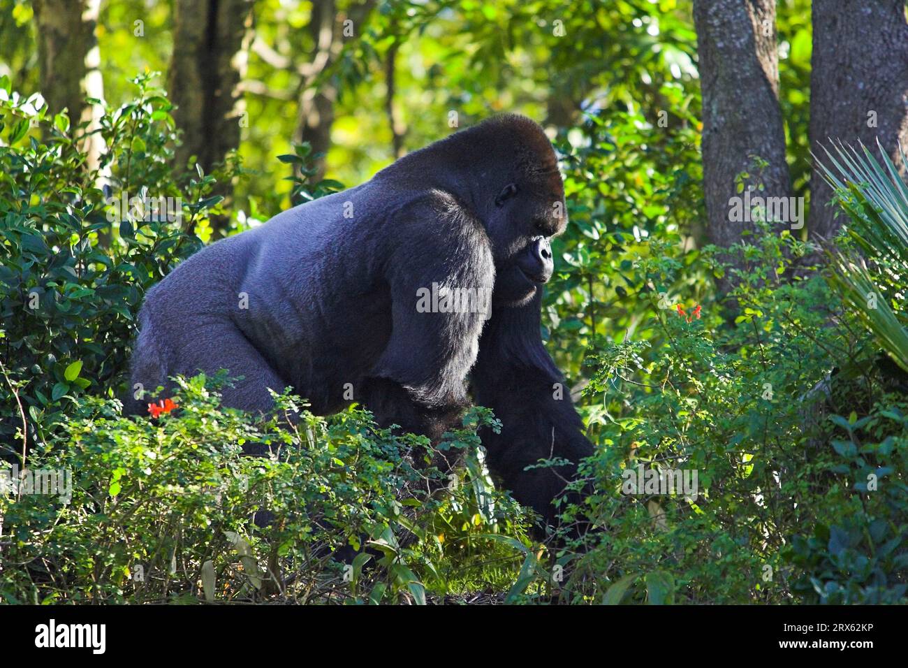 Western lowland gorilla (Gorilla gorilla gorilla), silverback, lateral ...