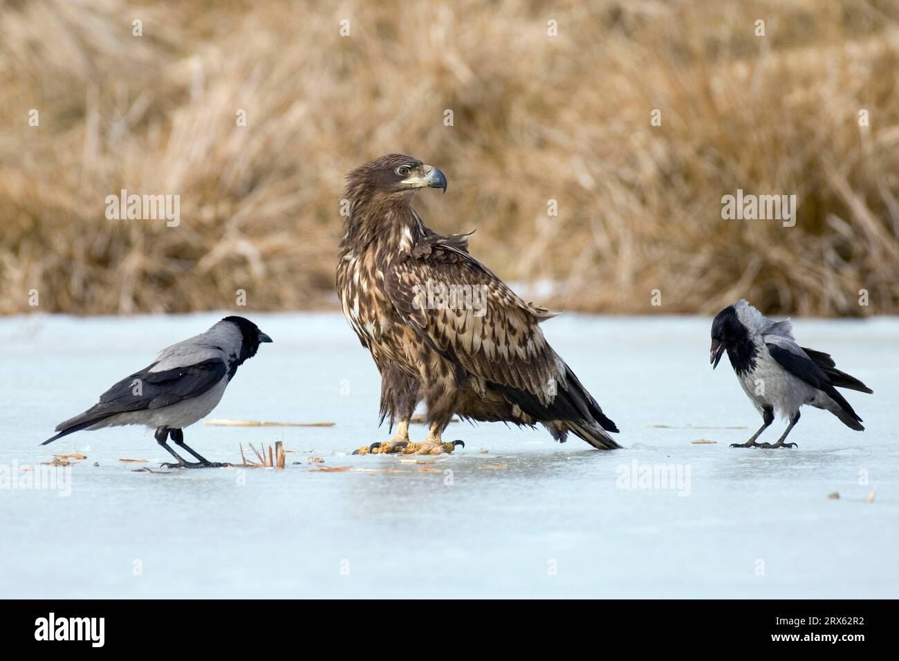 Fledgling crows hi-res stock photography and images - Alamy