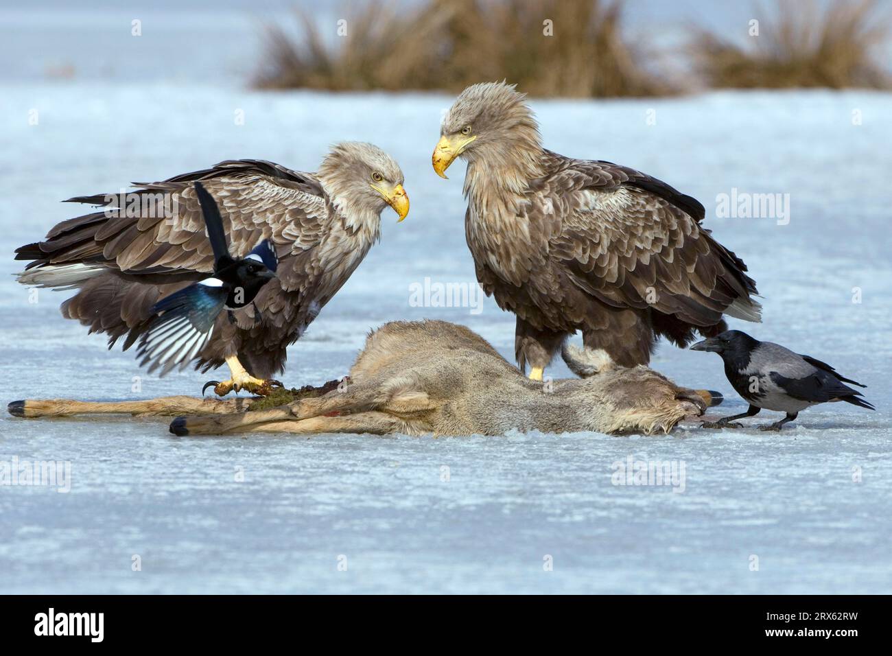 White-tailed eagle (Haliaeetus albicilla) Crow, optional, European magpie (Pica pica) and Hooded ...