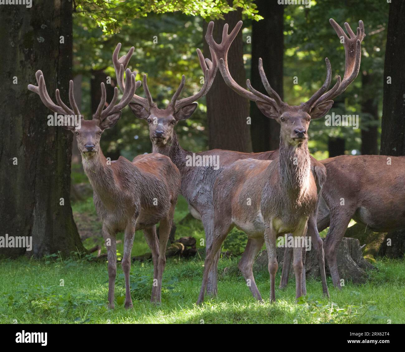 Piston deer hi-res stock photography and images - Alamy