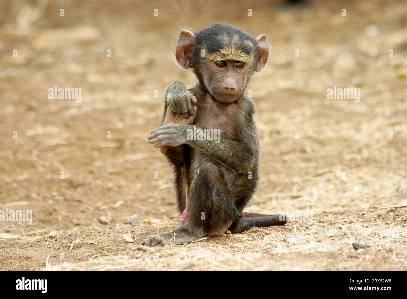 Yellow baboon (Papio cynocephalus), juvenile, Amboseli National Park, web-billed baboon, steppe ...