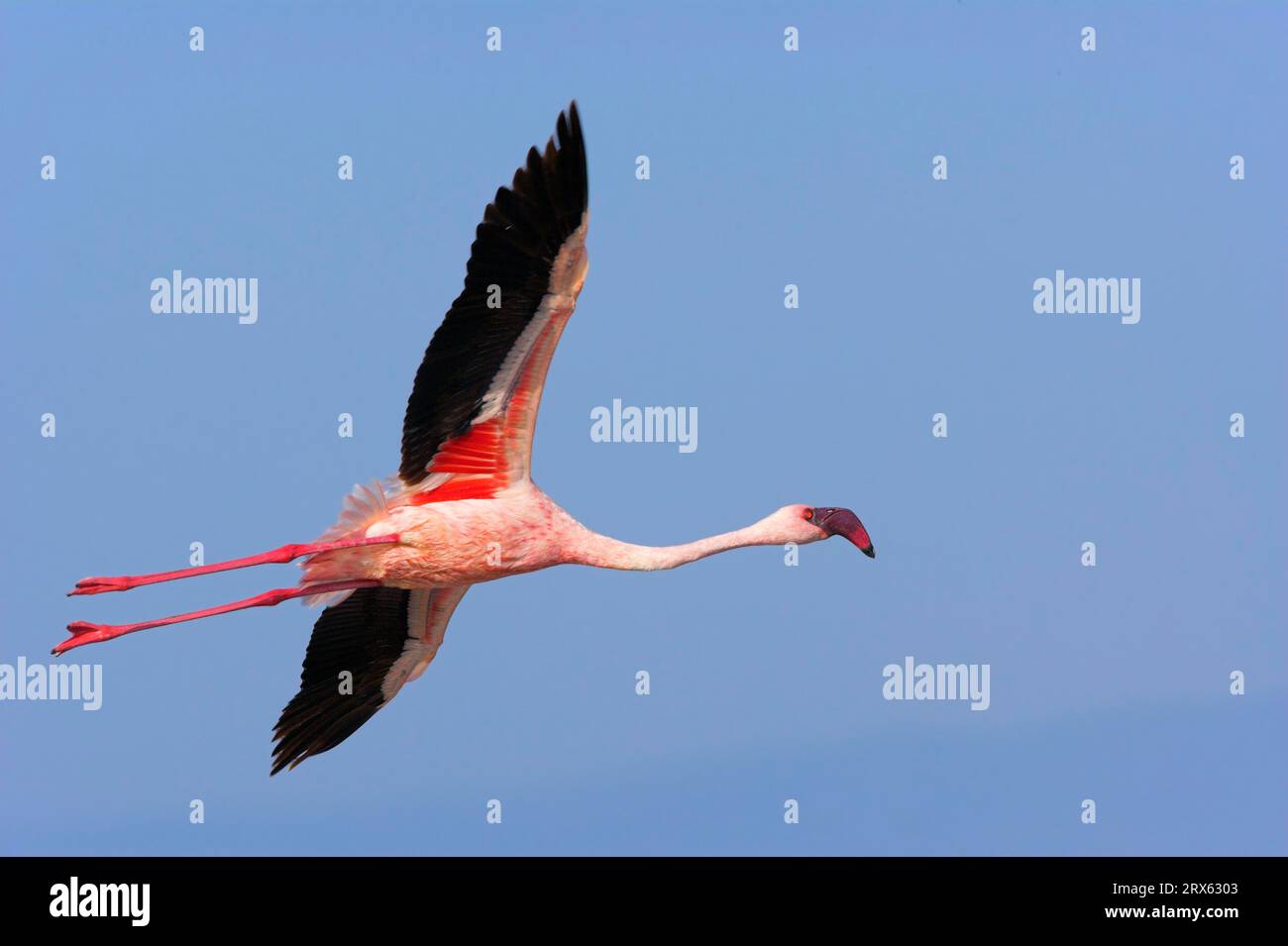 Lesser Flamingo in Flight, Lake Nakuru National Park, Kenya Stock Photo ...