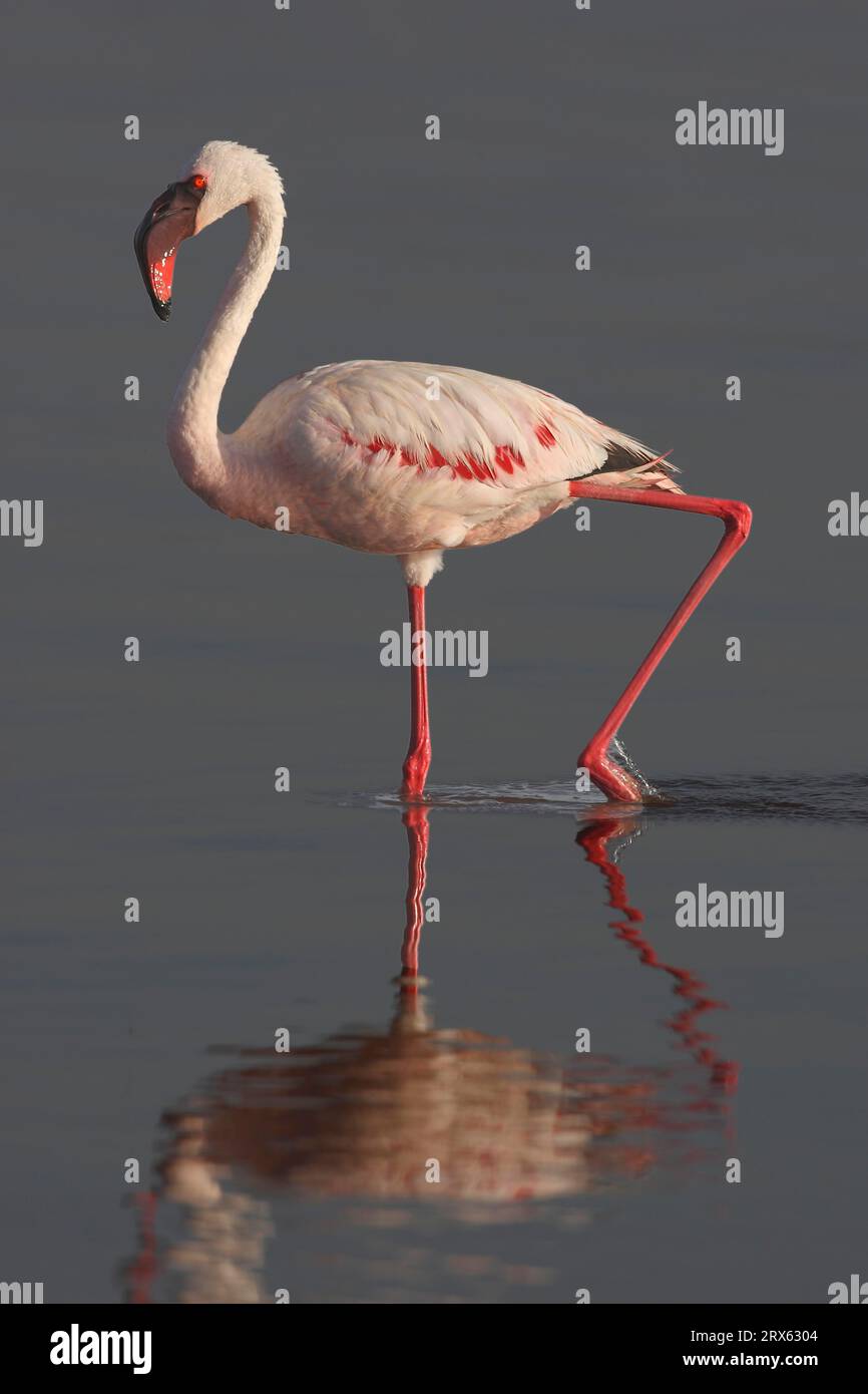 Lesser Flamingo, Lake Nakuru National Park, Kenya Stock Photo - Alamy