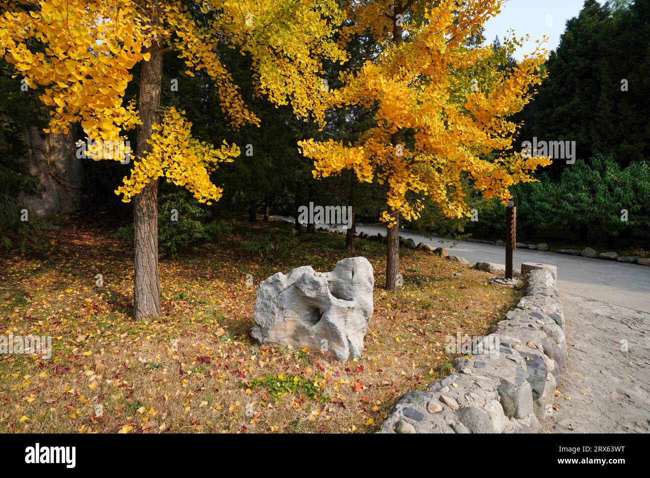 Ginkgo biloba in Taiwan Scenic Spot of China Ethnic Museum Stock Photo ...