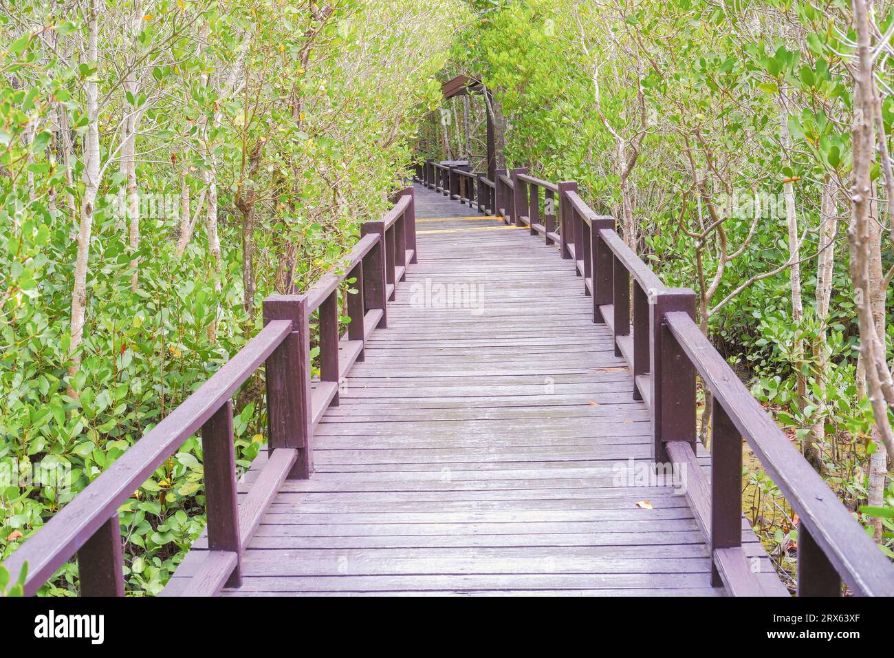 Wooden bridge, walkway to admire the mangrove trees of the mangrove ...