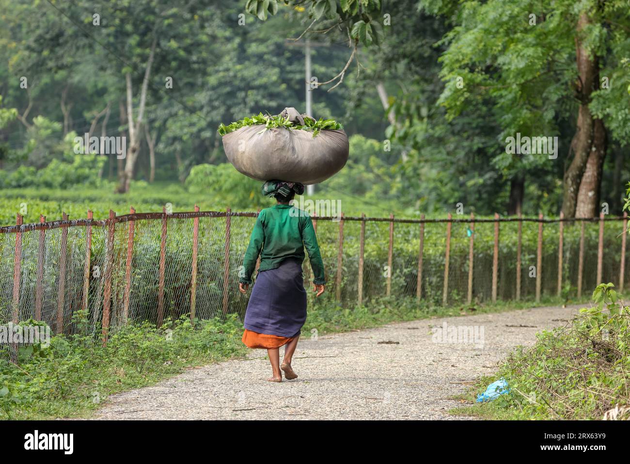Worker carrying tea leaves in a bag in rangapani tea garden. this photo ...